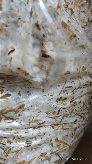 Formation of oyster mushroom primordia - features and photos