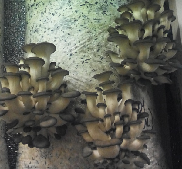 Do mushrooms breathe oxygen or CO2